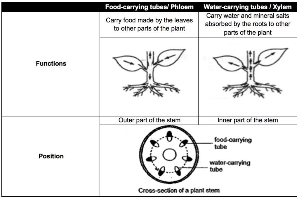 [2 Question Types] What Happens When Plant Tubes Are Removed? - Primary ...