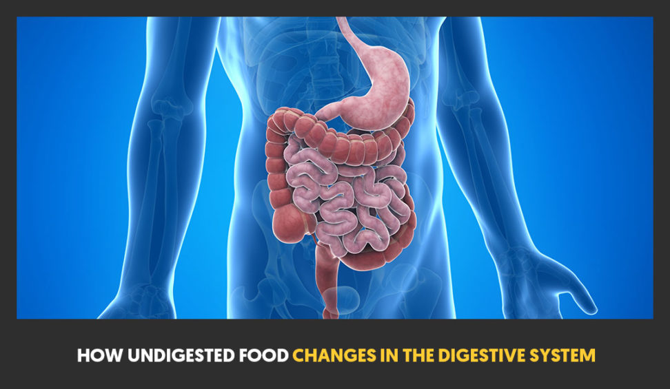How Undigested Food Changes In The Digestive System