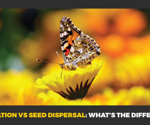 Mastering The 4 Seed Dispersal Methods In 4 Minutes