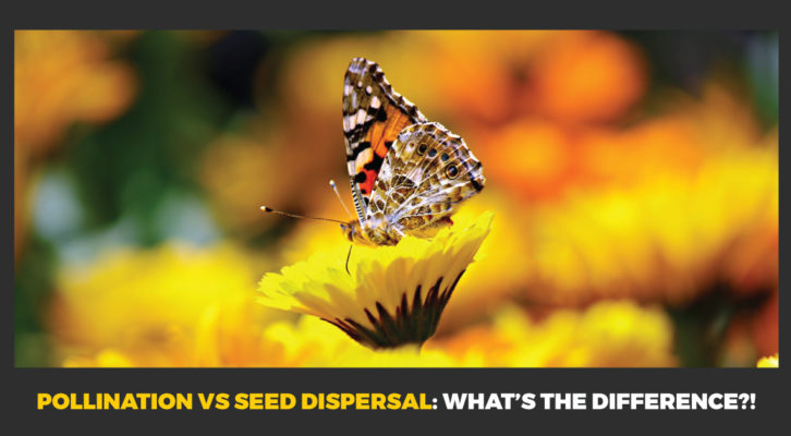 Pollination VS Seed Dispersal – What’s The Difference?!