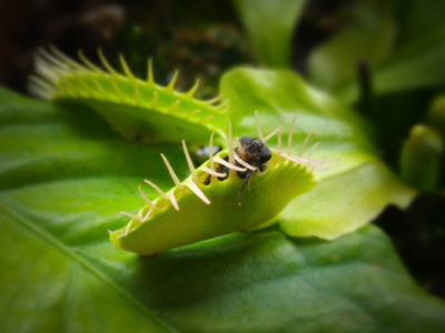 Pitcher Plant Adaptations: The Flesh-Eating Plant! - Primary School ...