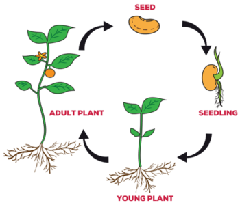 How Food Moves In Different Stages Of The Plant Cycle - Primary School ...