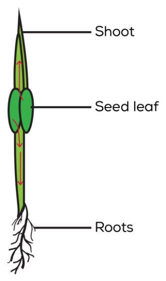 How Food Moves In Different Stages Of The Plant Cycle - Primary School ...