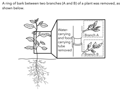 Transport In Plants X Plant Cycle: How Both Topics Can Tested Together ...