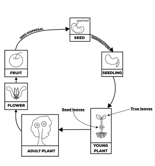 Transport In Plants X Plant Cycle: How Both Topics Can Tested Together ...