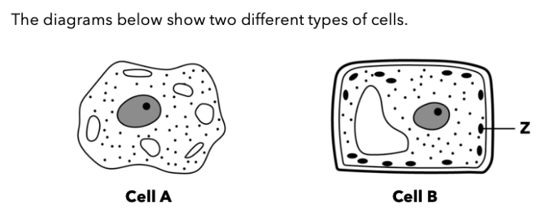 Cells: How Are Cell Parts Tested In Examinations?