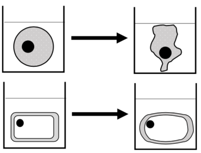 Cells: How Are Cell Parts Tested In Examinations?