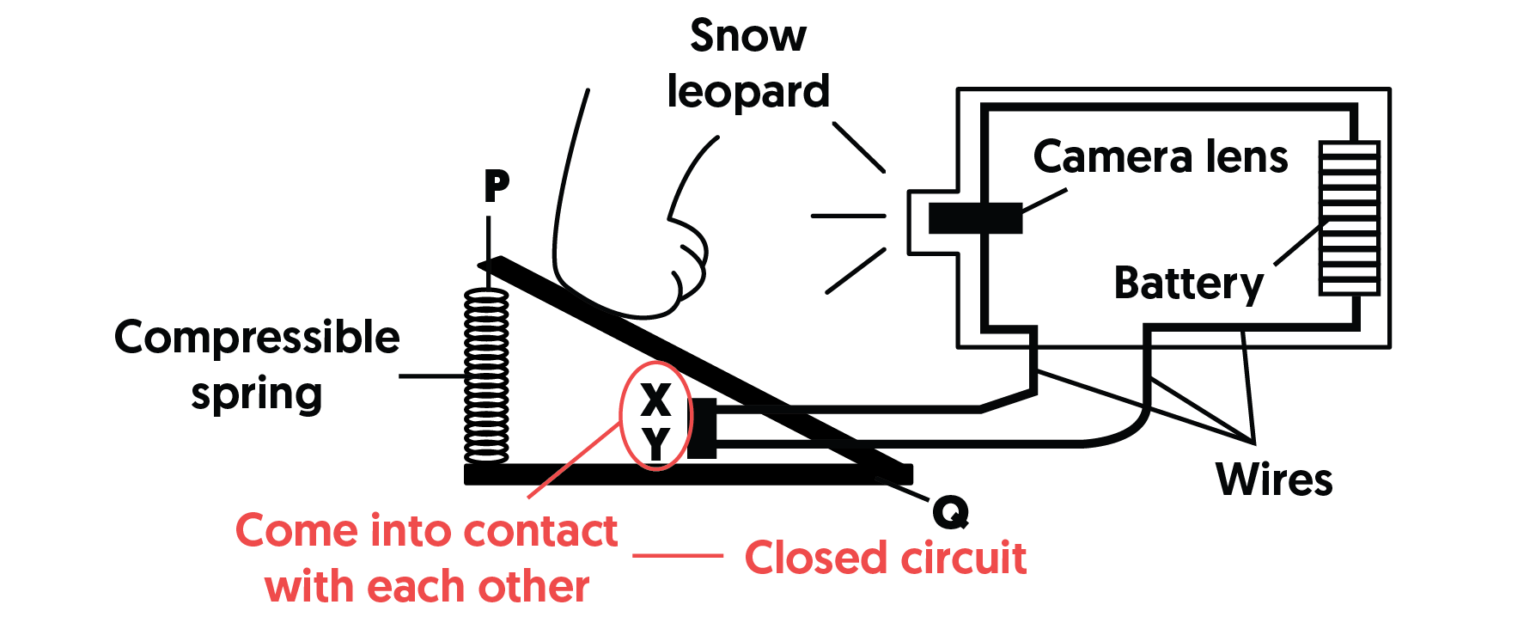 The Science Behind Camera Traps - Primary School Science Tuition - The ...