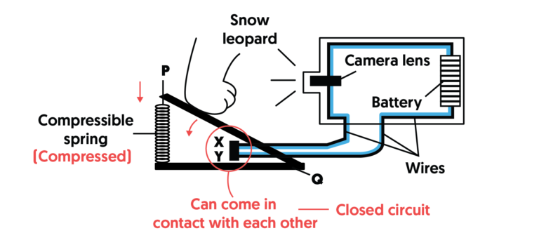 The Science Behind Camera Traps - Primary School Science Tuition - The ...