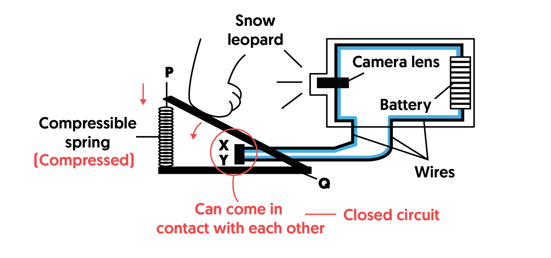 The Science Behind Camera Traps - Primary School Science Tuition - The ...