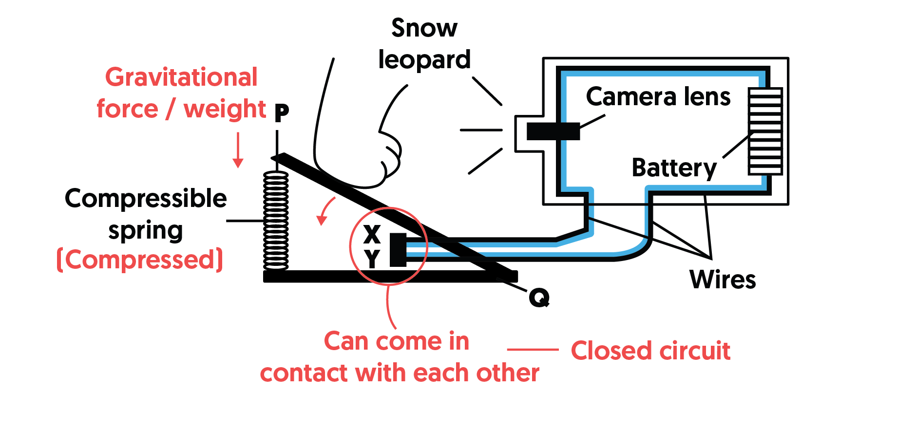 The Science Behind Camera Traps - Primary School Science Tuition - The ...