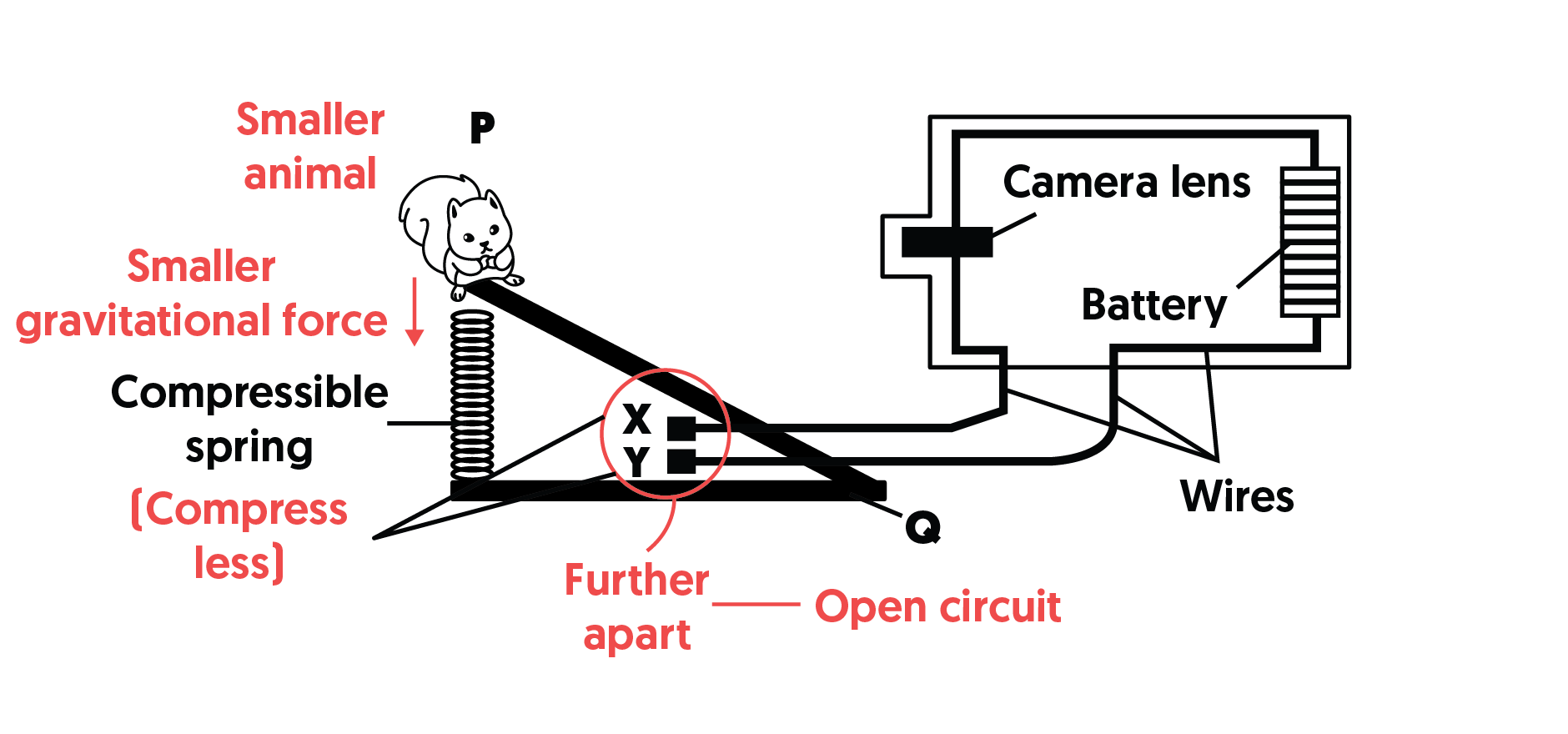 The Science Behind Camera Traps - Primary School Science Tuition - The ...