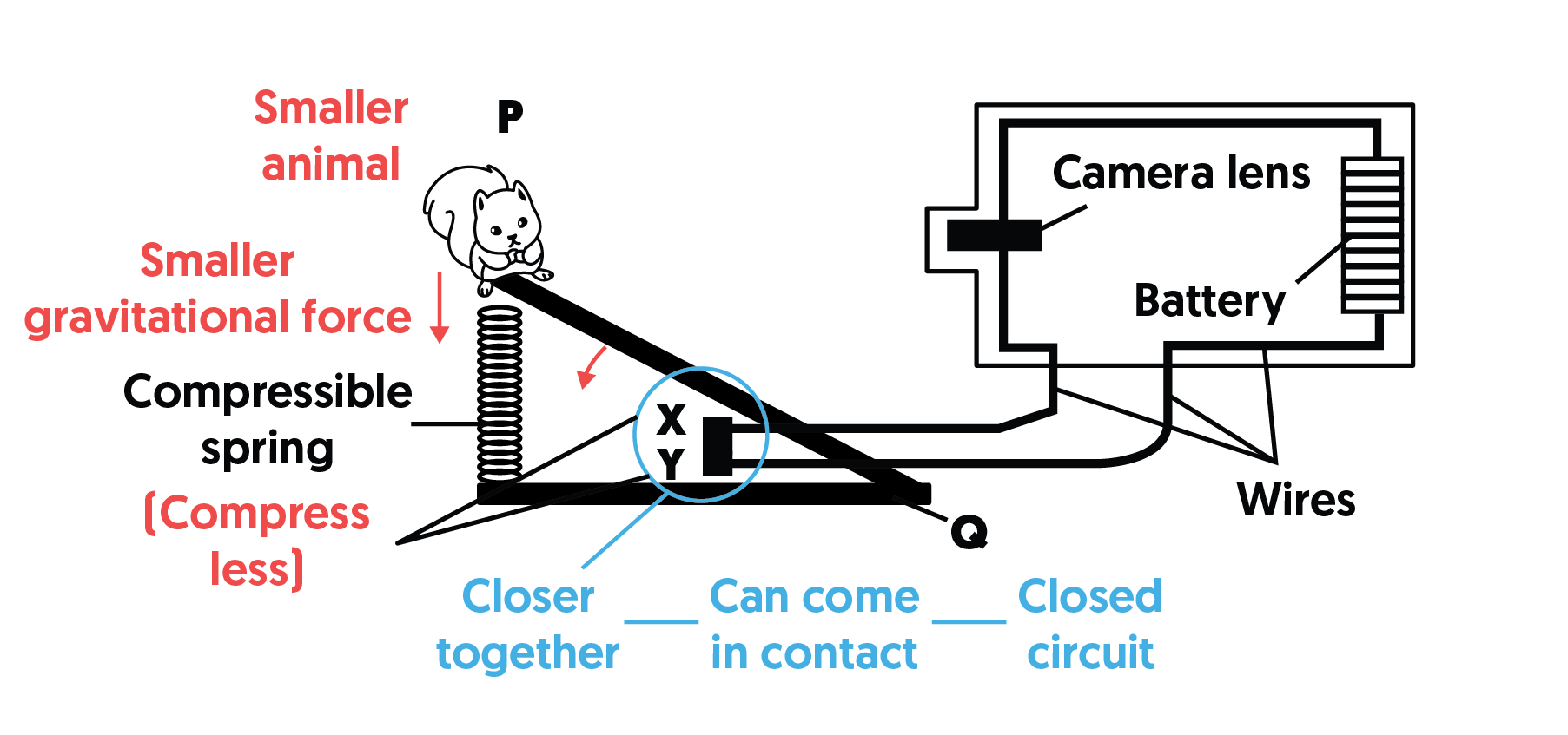 The Science Behind Camera Traps - Primary School Science Tuition - The ...