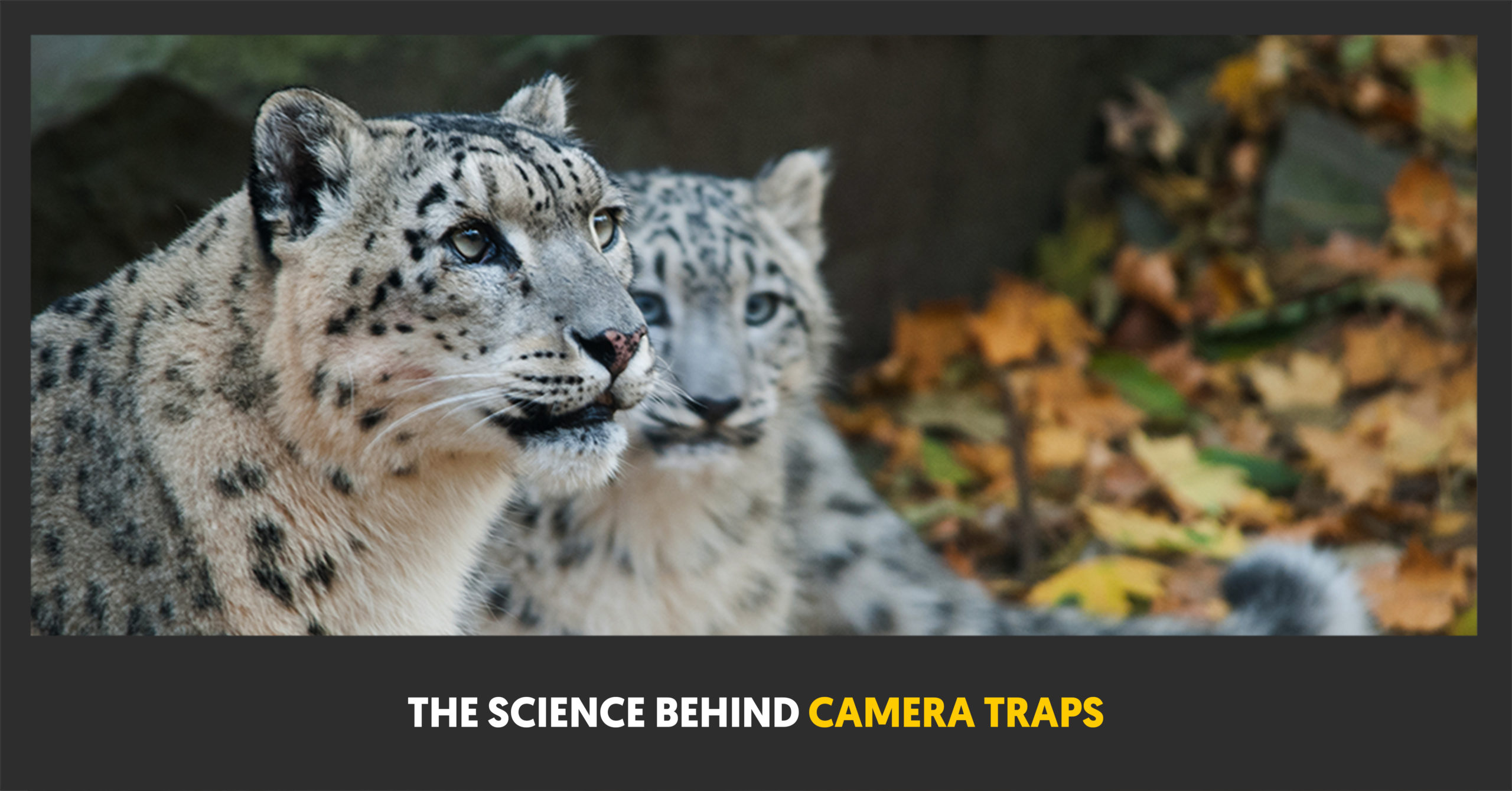 The Science Behind Camera Traps