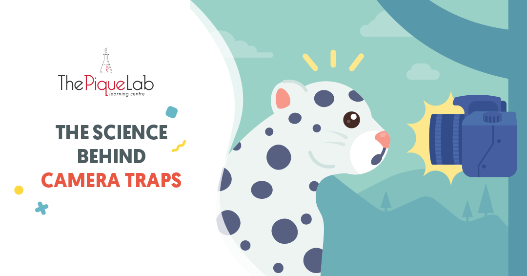 The Science Behind Camera Traps - Primary School Science Tuition - The ...