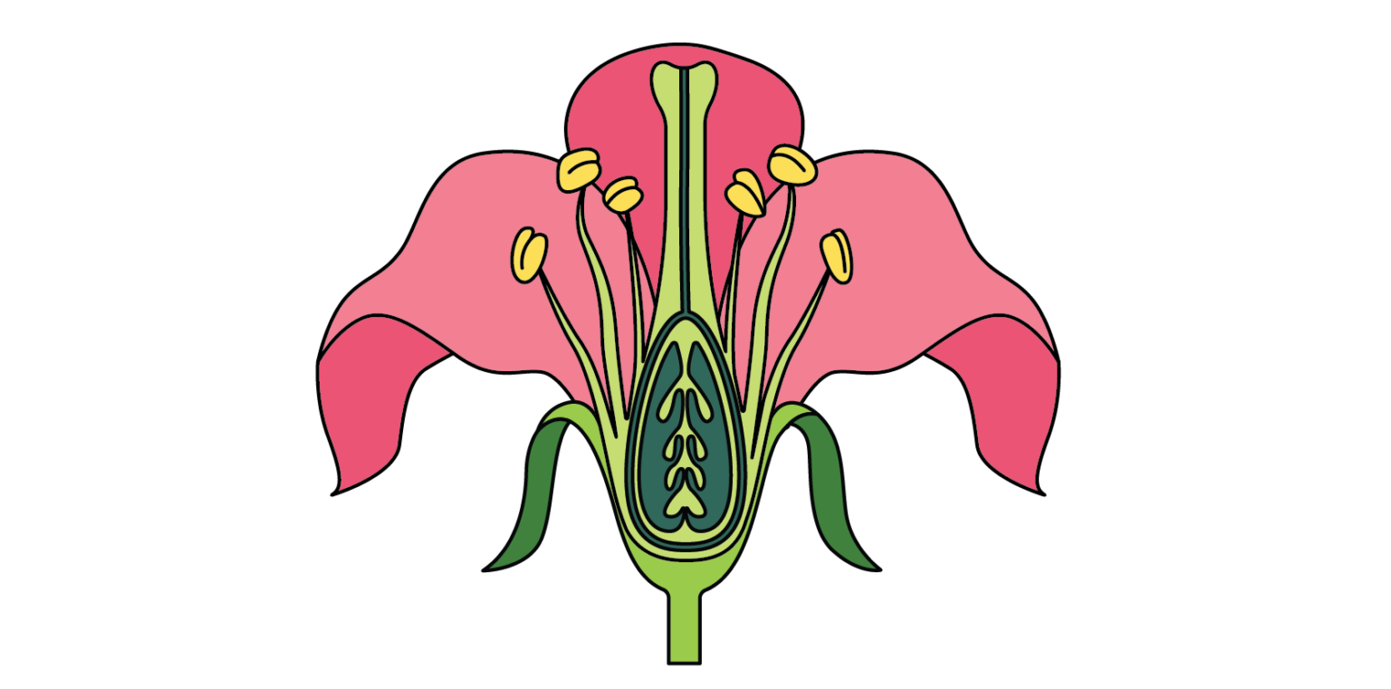 Adaptations: How Is A Flower Adapted For Reproduction? - Primary School ...