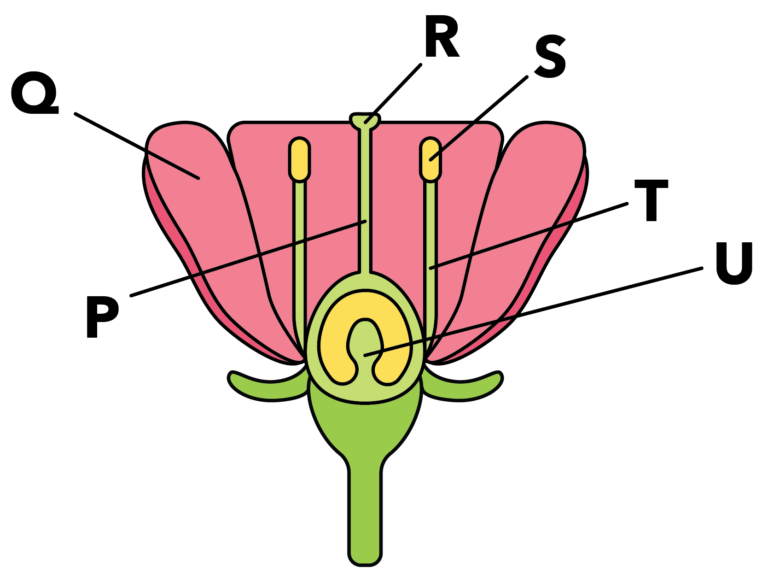 Adaptations: How Is A Flower Adapted For Reproduction? - Primary School ...