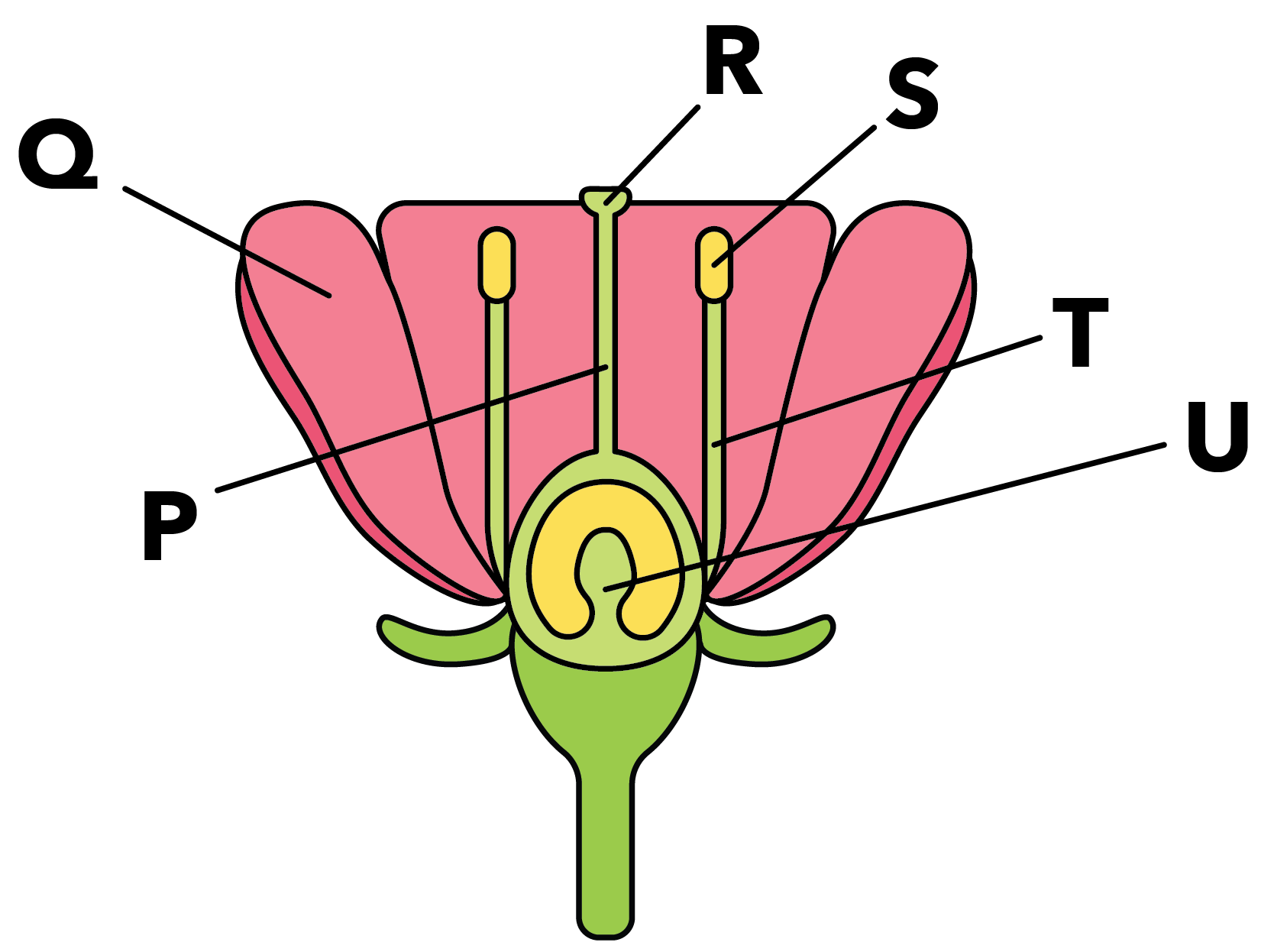 Adaptations: How Is A Flower Adapted For Reproduction? - Primary School ...
