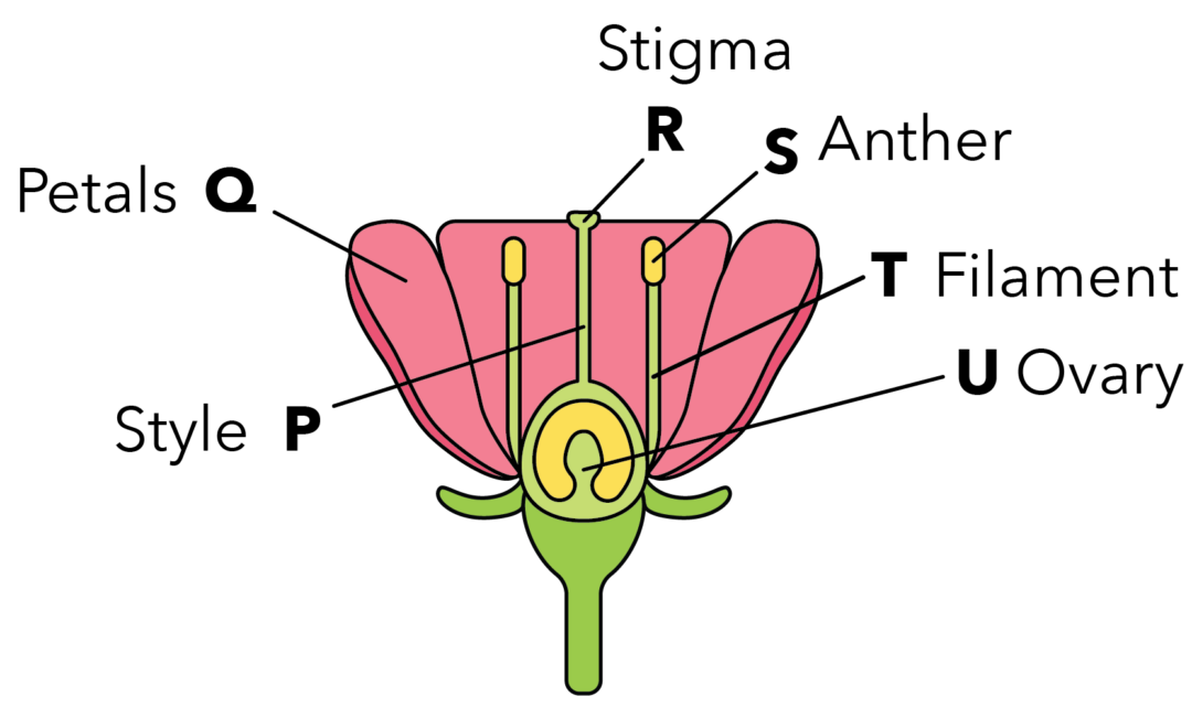 Adaptations: How Is A Flower Adapted For Reproduction? - Primary School ...