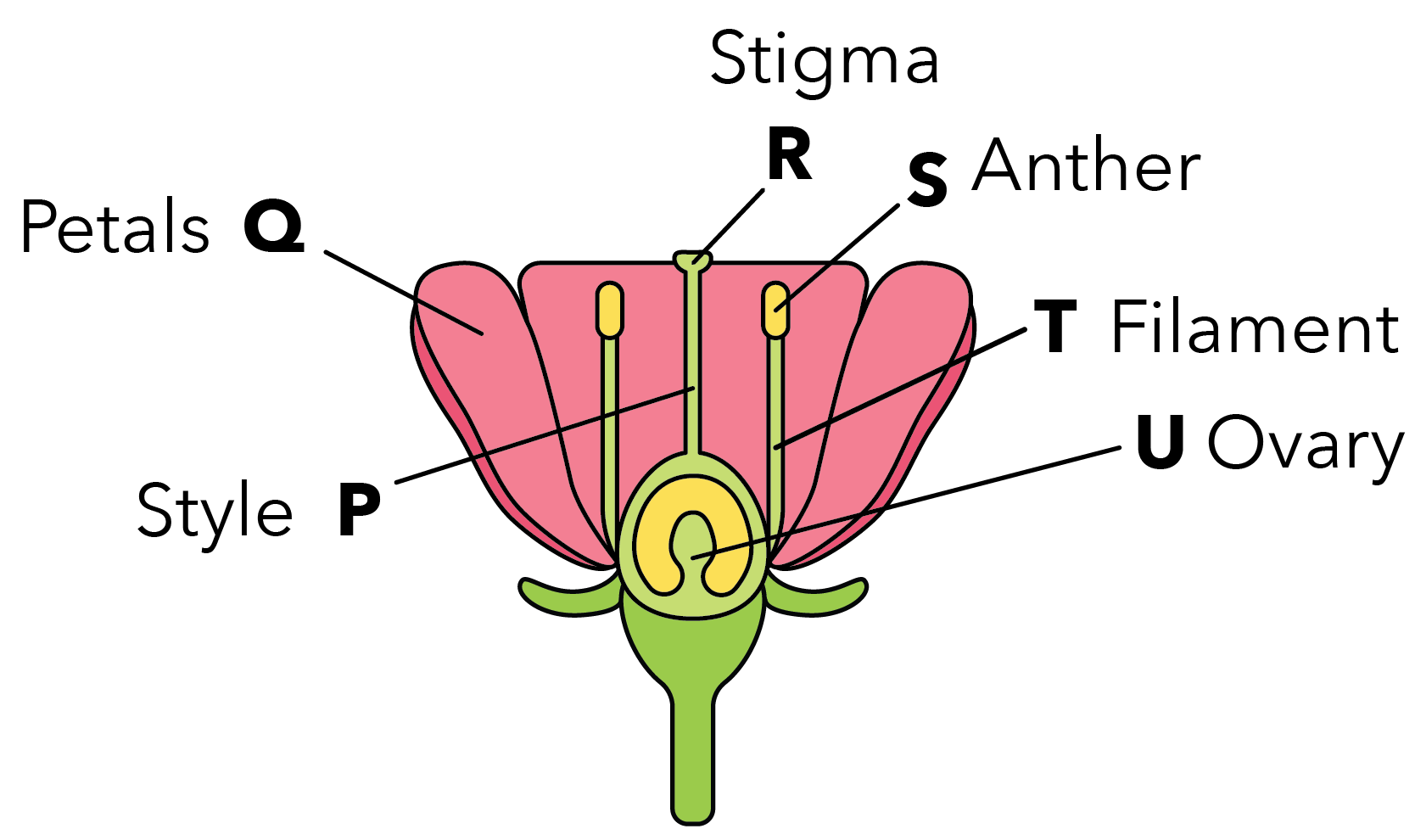 Adaptations: How Is A Flower Adapted For Reproduction? - Primary School ...