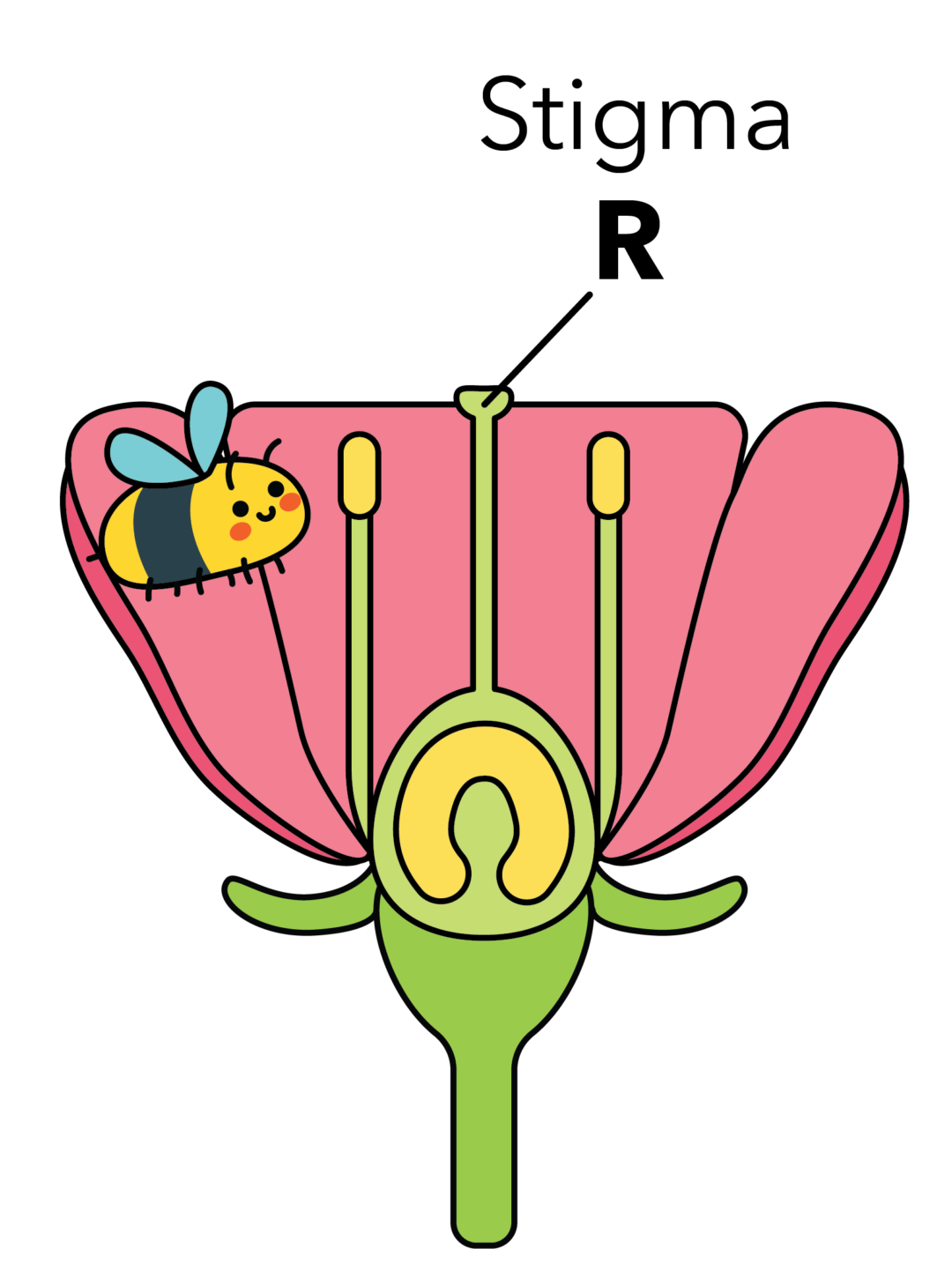 Adaptations: How Is A Flower Adapted For Reproduction? - Primary School ...