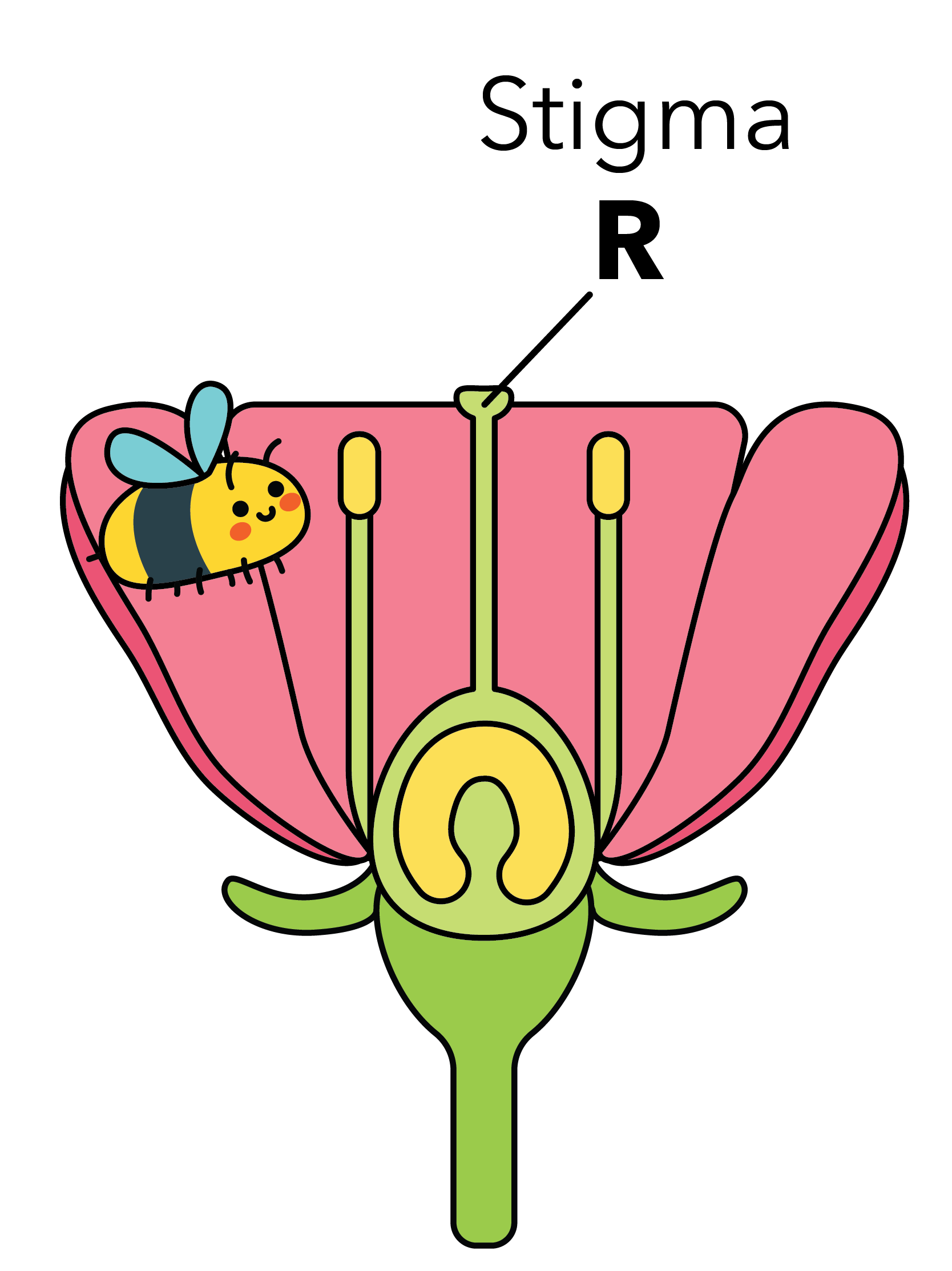 Adaptations: How Is A Flower Adapted For Reproduction? - Primary School ...