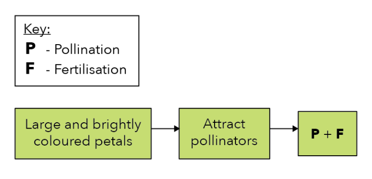 Adaptations: How Is A Flower Adapted For Reproduction? - Primary School ...