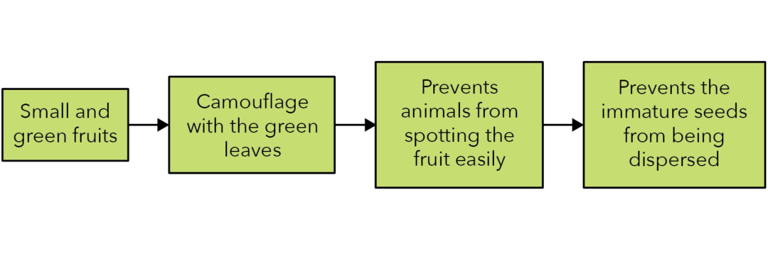 Adaptations: How Is A Flower Adapted For Reproduction? - Primary School ...