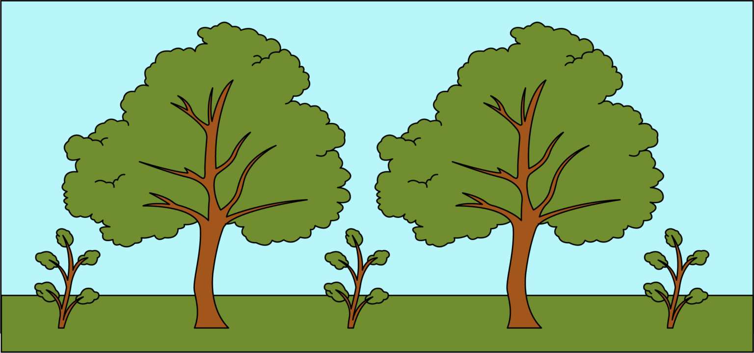 Man’s Impact on the Environment: What Happens After Trees Are Cut Down ...