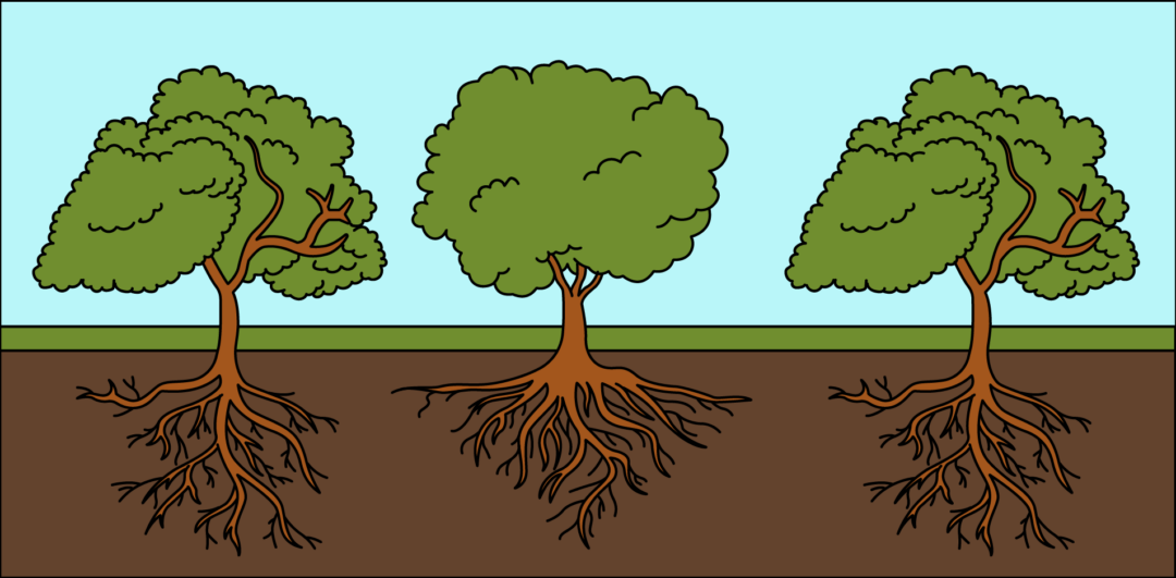 Man’s Impact on the Environment: What Happens After Trees Are Cut Down ...