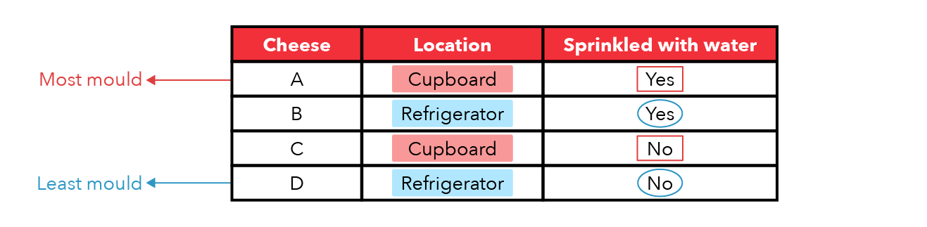 Fungi & Bacteria: How Does Mould Grow On Cheese? - Primary School ...