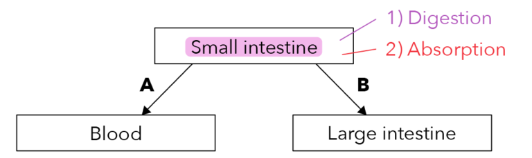 Digestive System: What Happens In The Small & Large Intestines ...