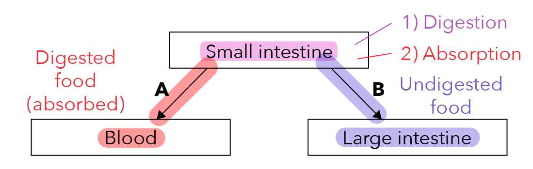Digestive System: What Happens In The Small & Large Intestines ...
