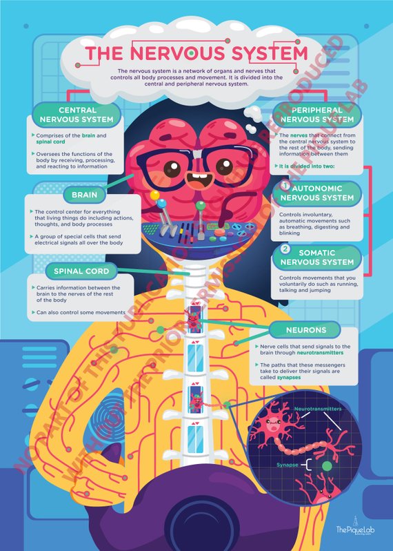 Nervous System: The Human’s Control Room Poster | The Pique Lab