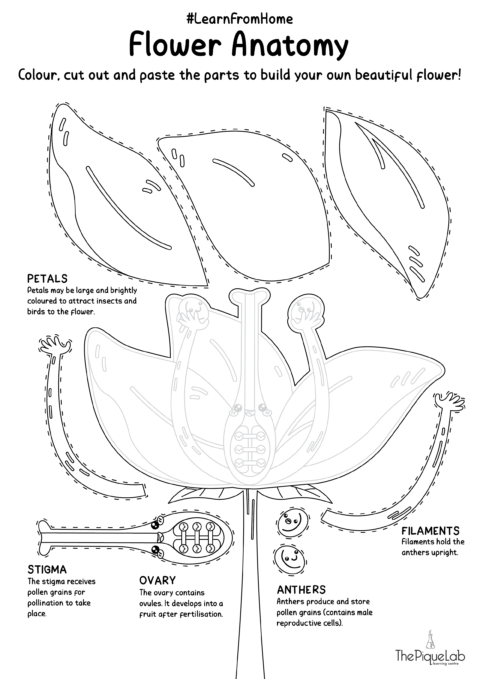 [Go] Learn From Home Toolkit - The Pique Lab