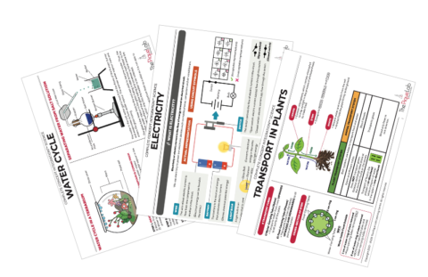 P5 Grade Accelerator Programme - The Pique Lab