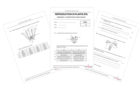 P5 Grade Accelerator Programme - The Pique Lab