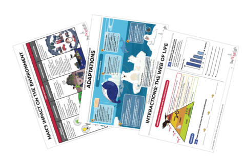 P6 Grade Accelerator Programme - The Pique Lab