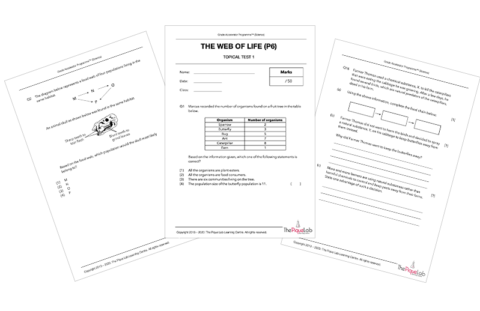 P6 Grade Accelerator Programme - The Pique Lab