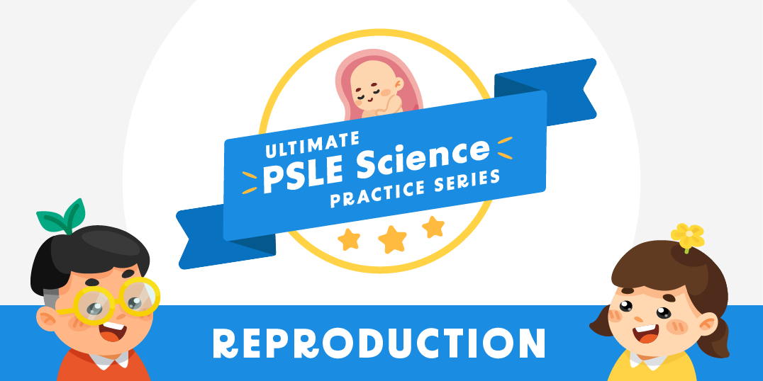 Ultimate PSLE Science Practice Series (P5 & P6 Topics): Explainer Video ...